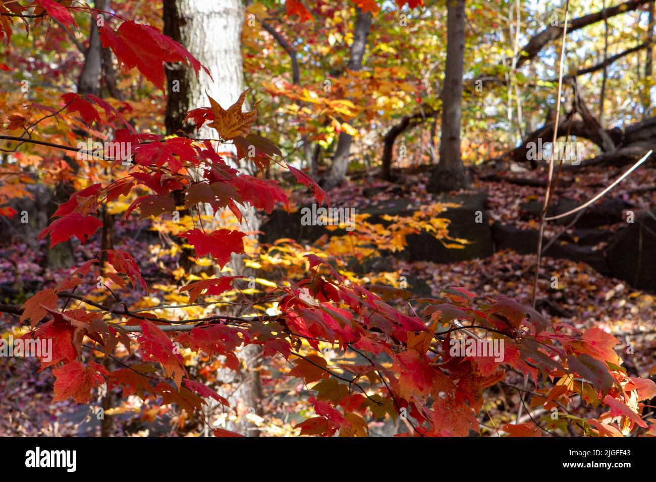 New york autumn central park aerial hi-res stock photography and images ...