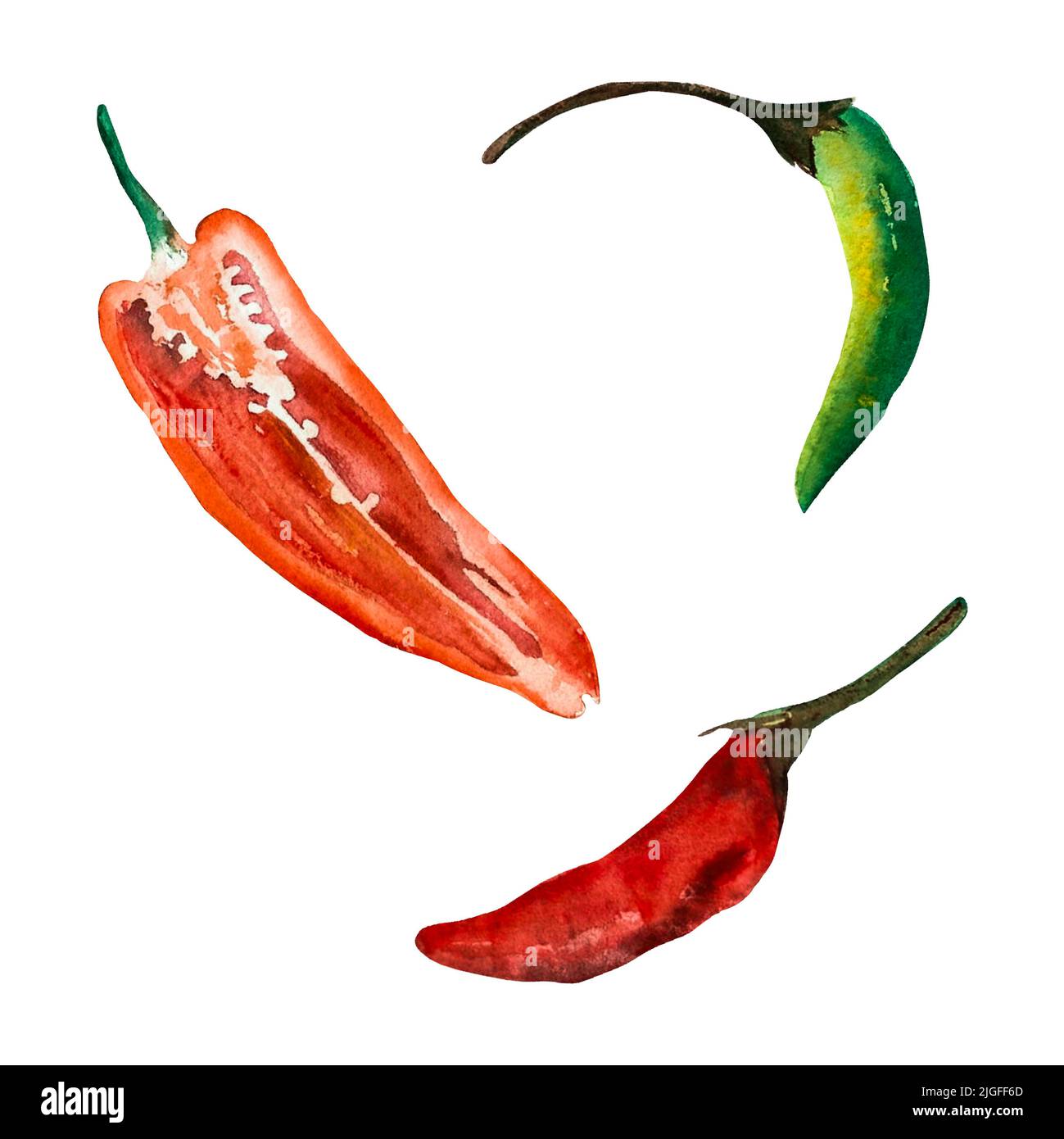 Pepper by a watercolour. On isolated white background. Illustration ...