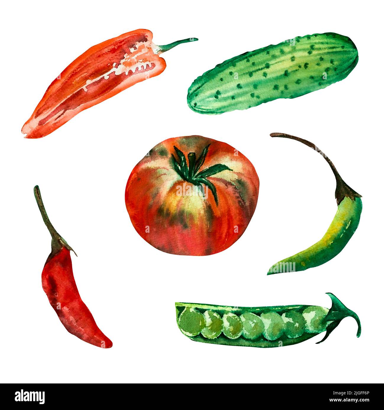 Hand drawn watercolor illustration of vegetables. Hand drawn, isolated ...