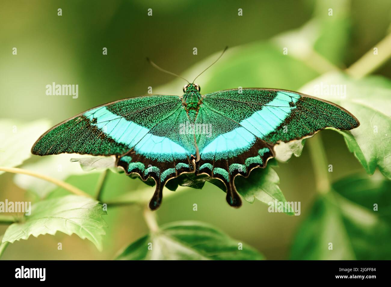 Emerald peacock butterfly hi-res stock photography and images - Alamy