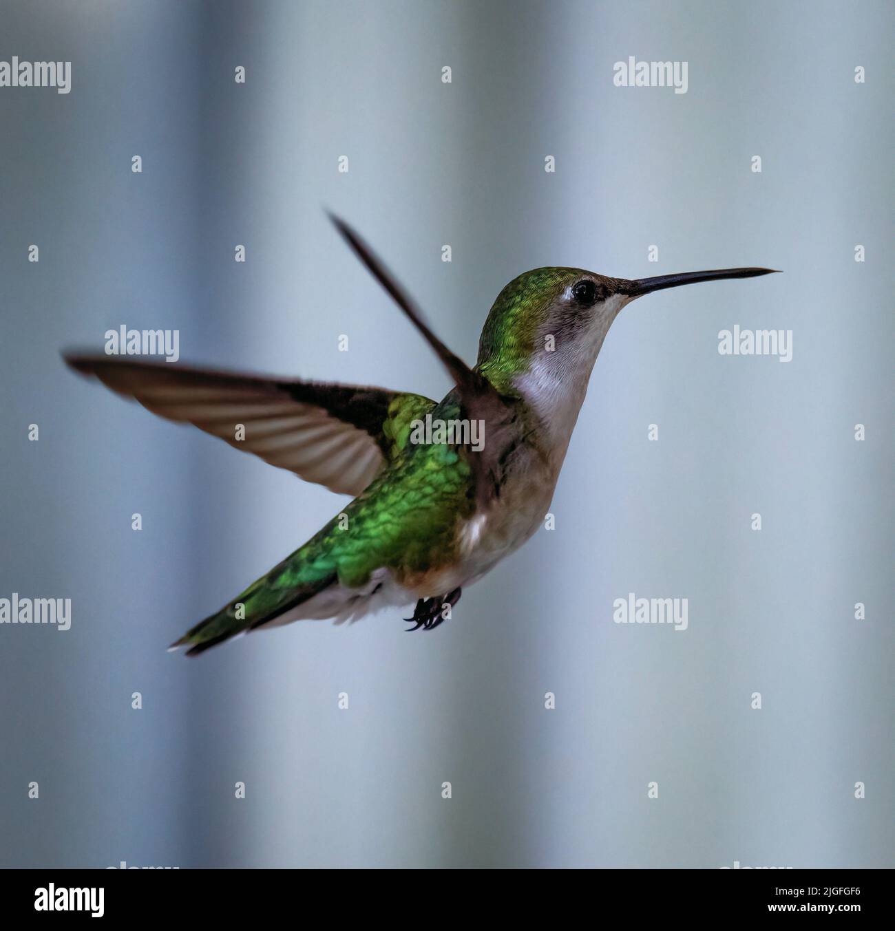 A closeup of a female ruby-throated hummingbird (Archilochus colubris ...