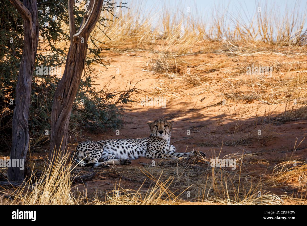 Cheetah lying down under tree shadow in Kgalagadi transfrontier park ...