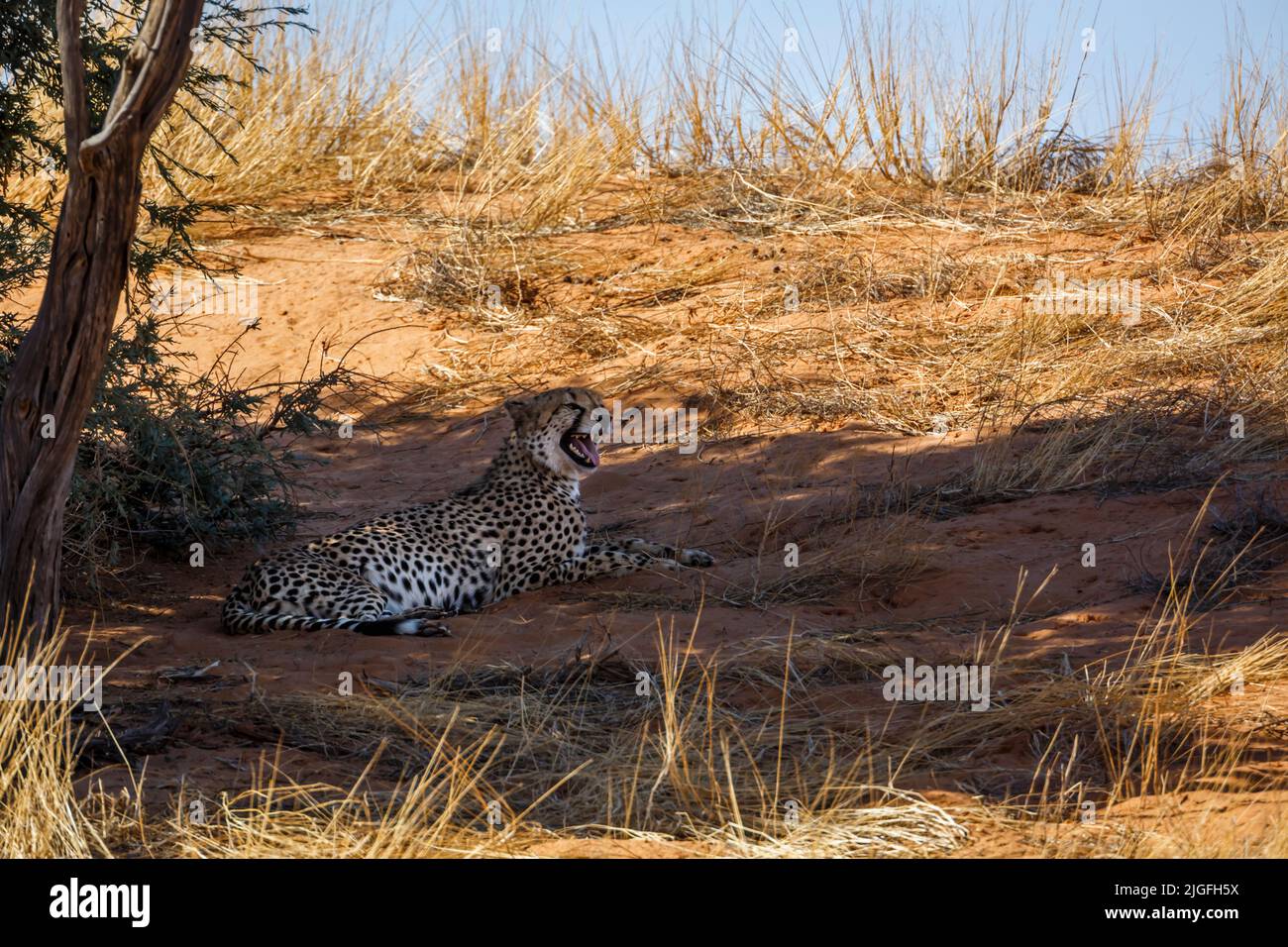 Cheetah lying down under tree shadow in Kgalagadi transfrontier park ...