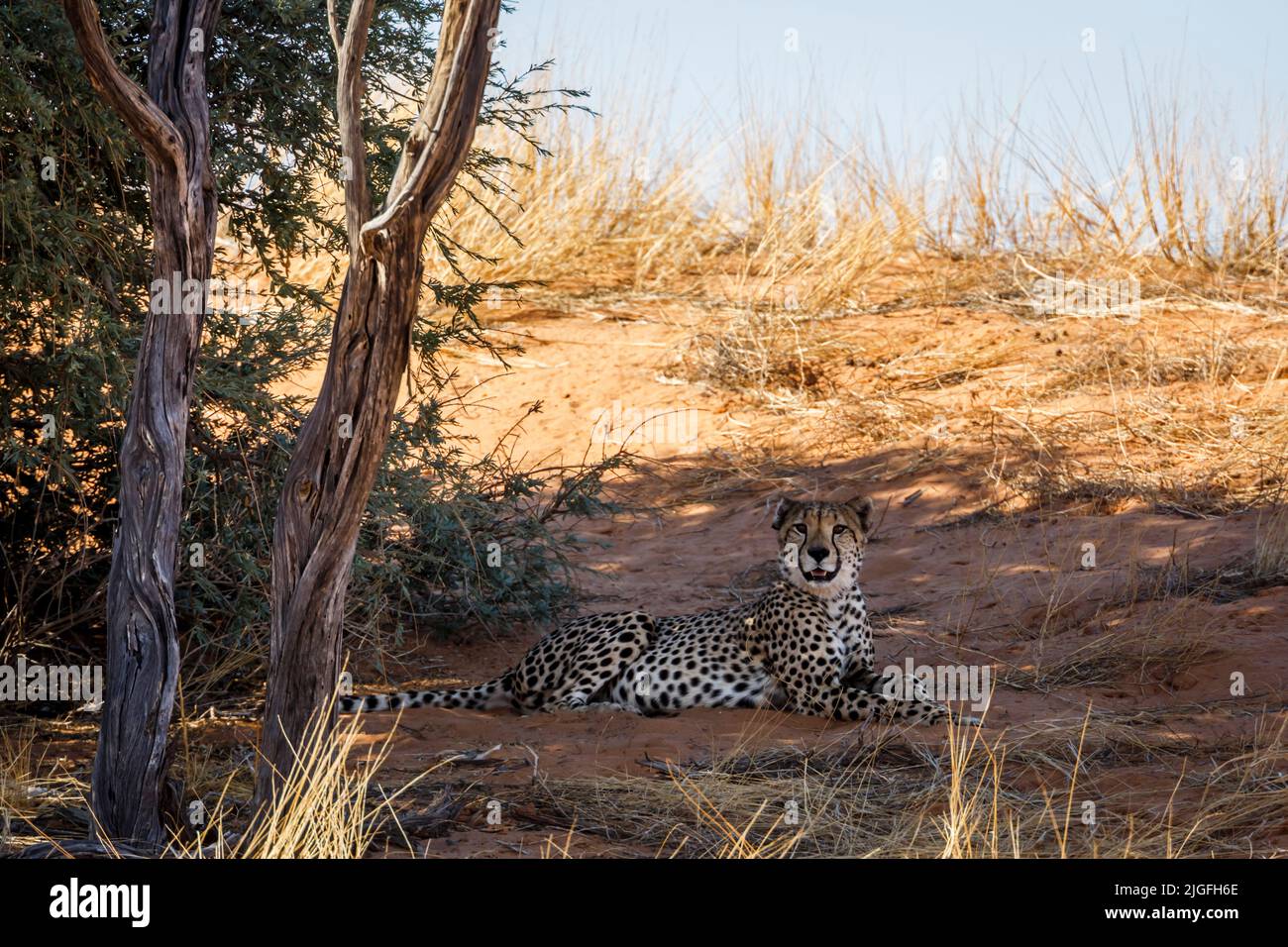 Cheetah lying down under tree shadow in Kgalagadi transfrontier park ...