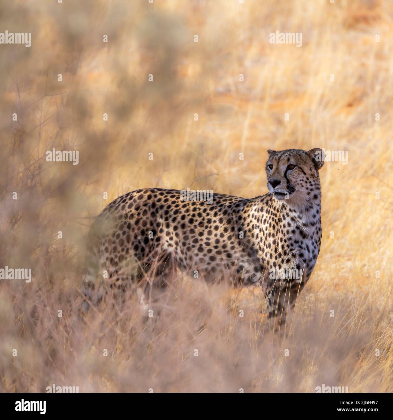Cheetah roaring in dry savannah in Kgalagadi transfrontier park, South ...