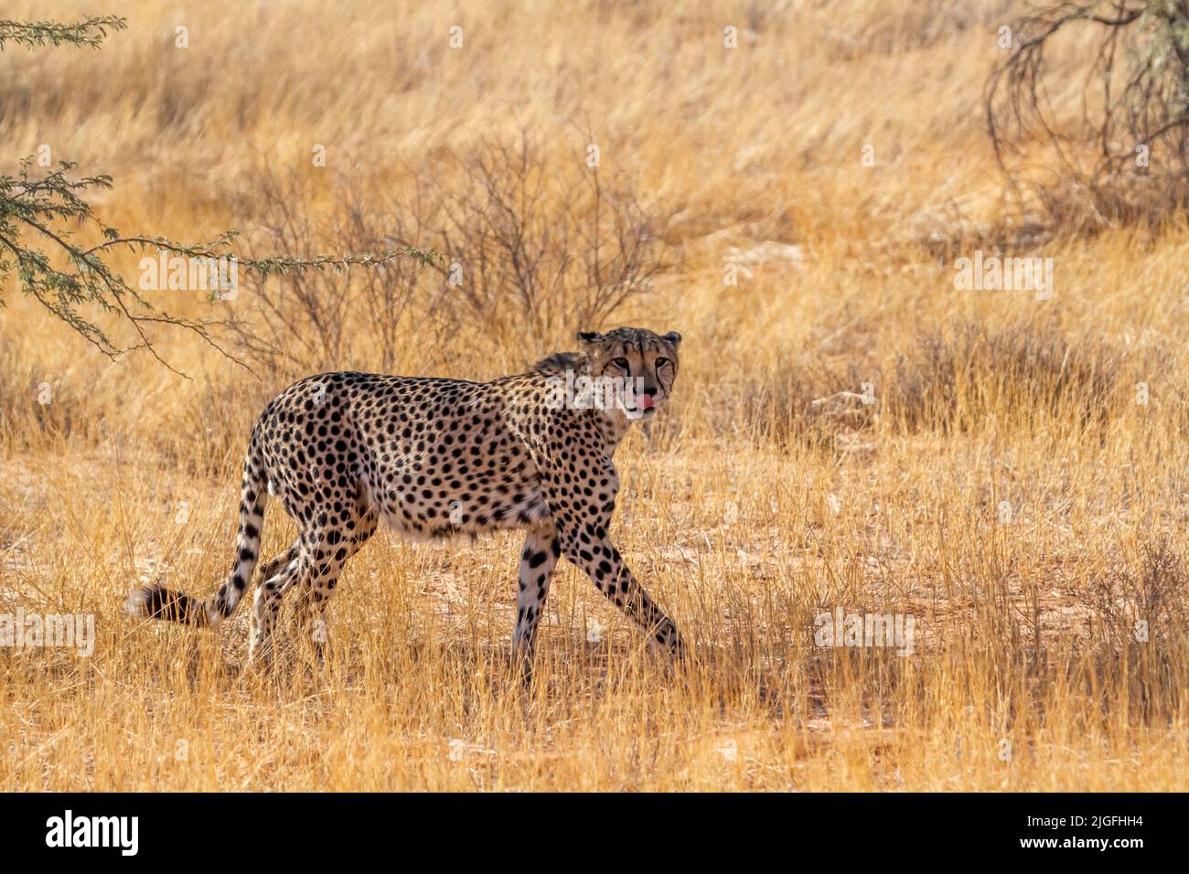 Cheetah stalking in dry savannah in Kgalagadi transfrontier park, South ...