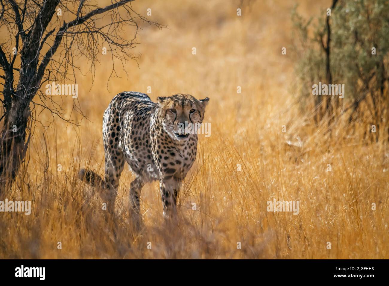 Cheetah walking front view in dry savannah in Kgalagadi transfrontier ...