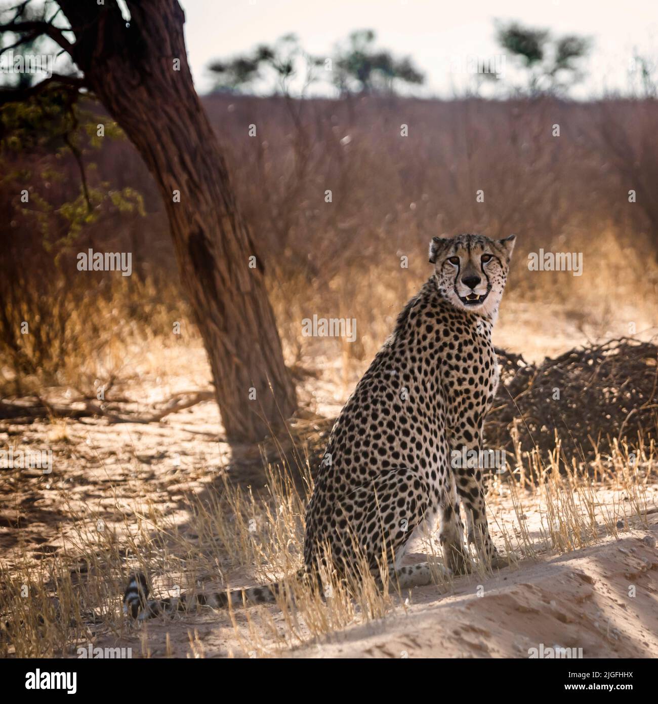 Cheetah sitting in backlit under tree shadow in Kgalagadi transfrontier ...
