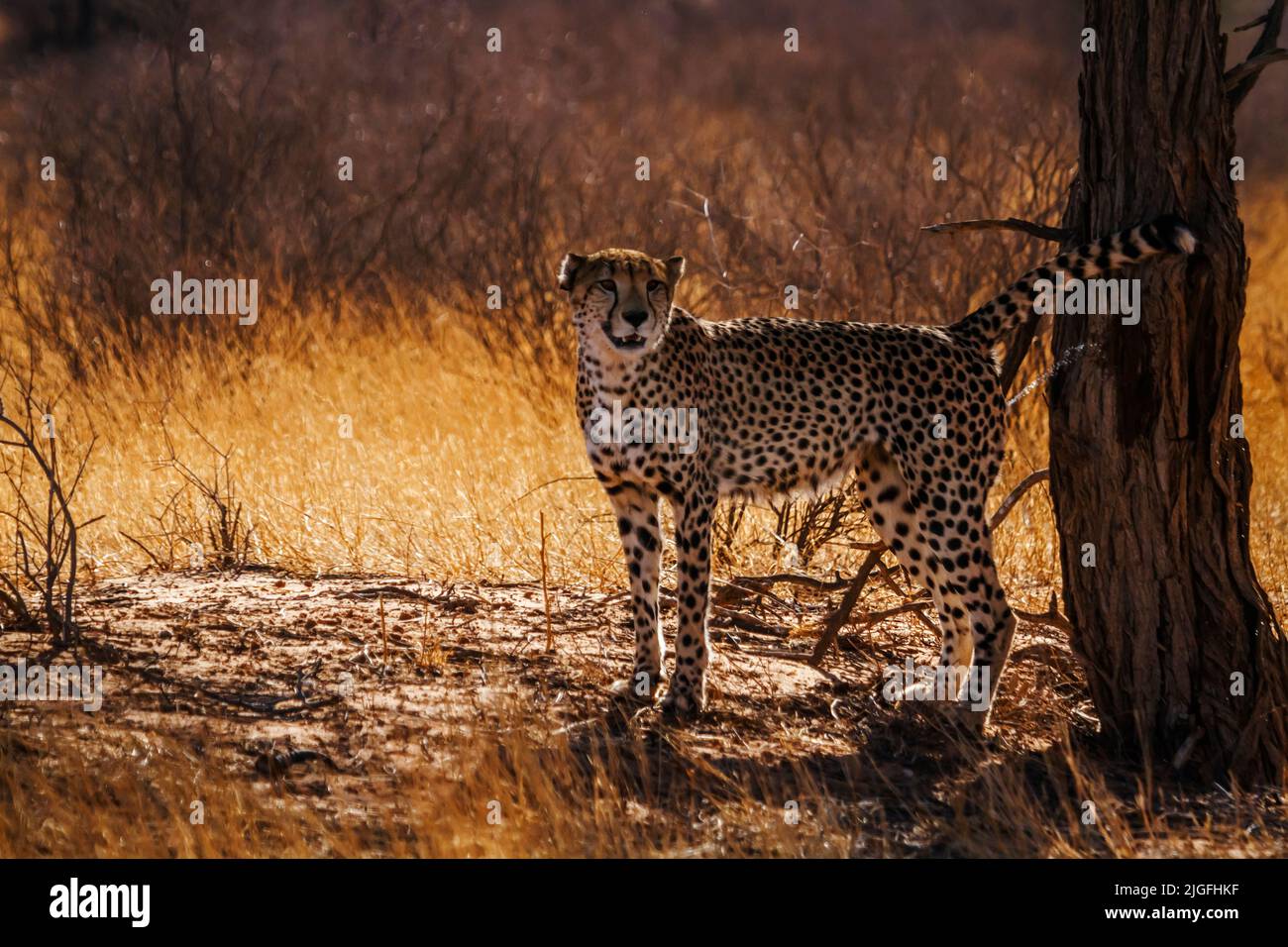 Cheetah male marking territory in Kgalagadi transfrontier park, South ...