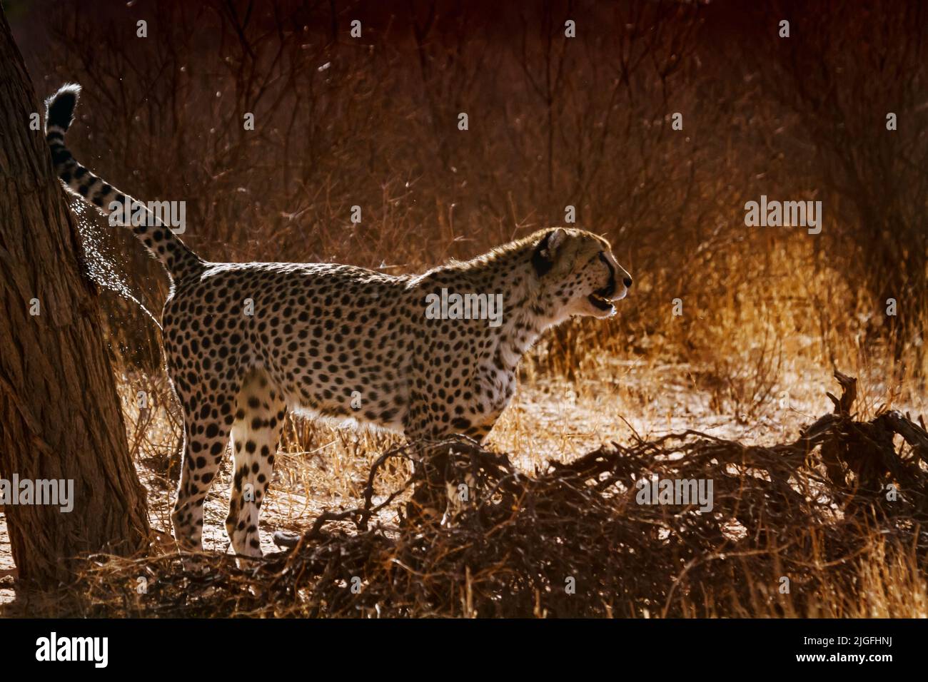 Cheetah spreading marking territory in backlit in Kgalagadi ...