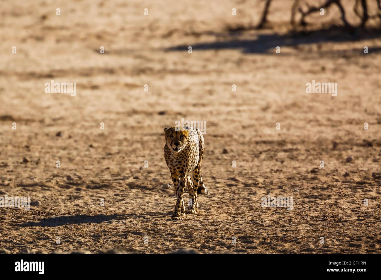 Cheetah walking front view in desert land in Kgalagadi transfrontier ...