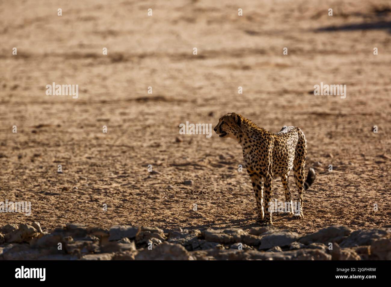 Cheetah standing front view in desert land in Kgalagadi transfrontier ...