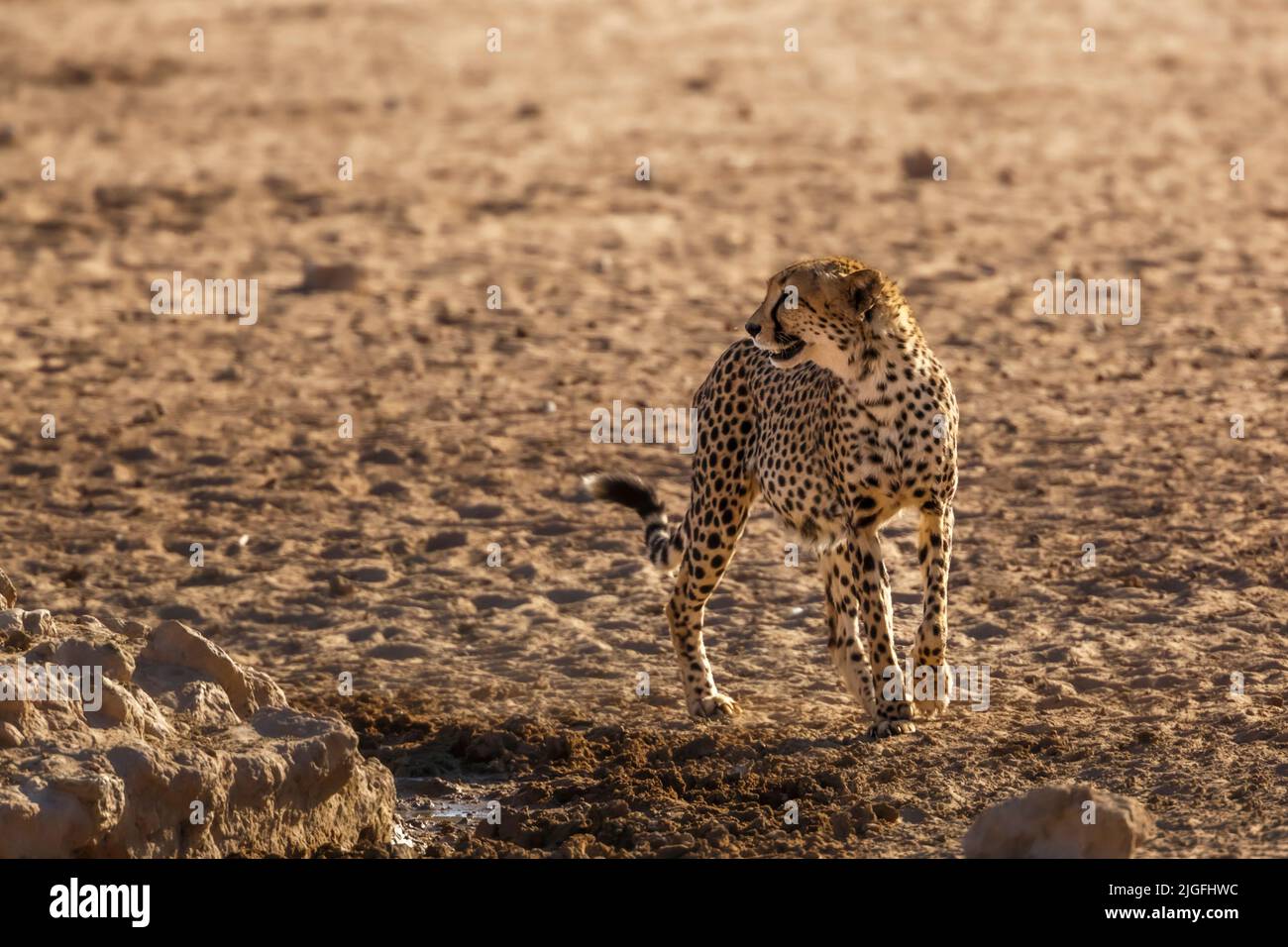 Cheetah standing front view in desert land in Kgalagadi transfrontier ...