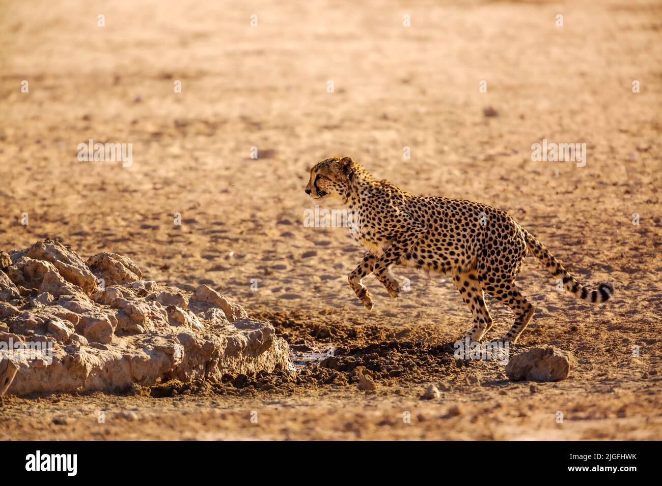 Cheetah jumping in waterhole in Kgalagadi transfrontier park, South ...