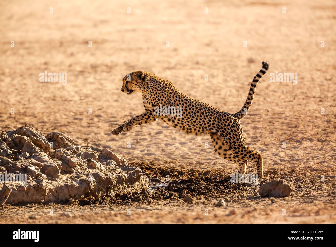 Cheetah jumping in waterhole in Kgalagadi transfrontier park, South ...