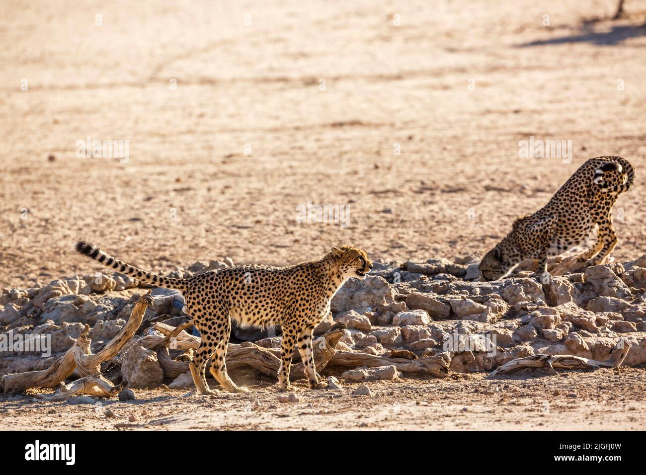 Two Cheetahs one urinating and one drinking at waterhole in Kgalagadi ...
