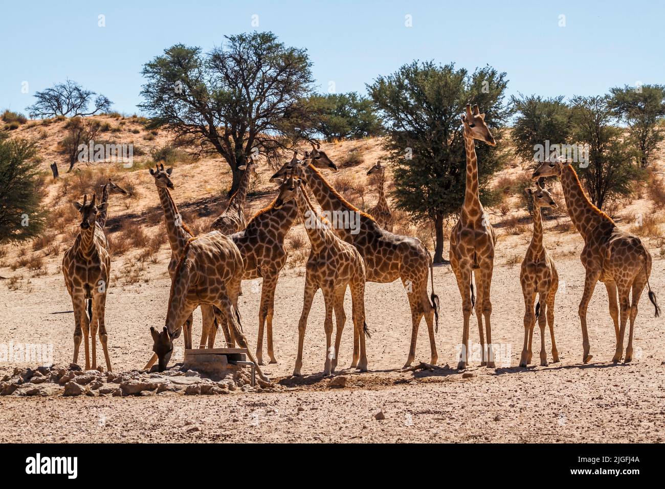 Large herd of giraffe hi-res stock photography and images - Alamy