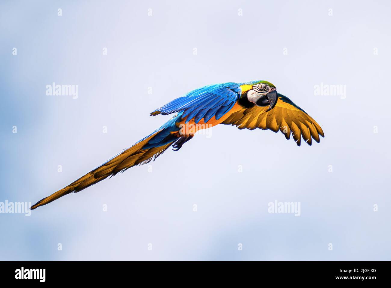 Parrots vivid plumage hi-res stock photography and images - Alamy