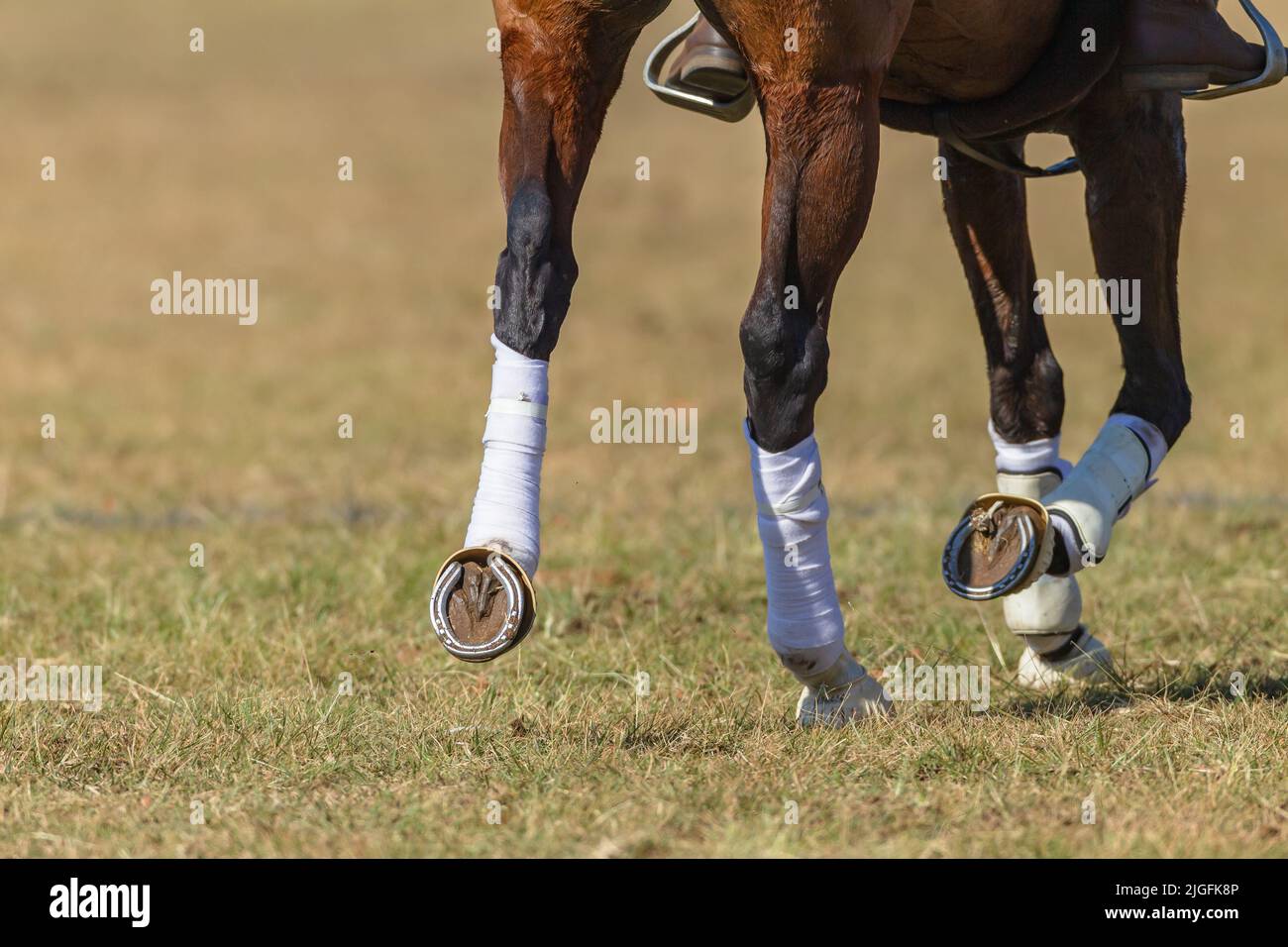 Polo Cross Horse Pony Legs wrapped white cloth tape up for protection ...