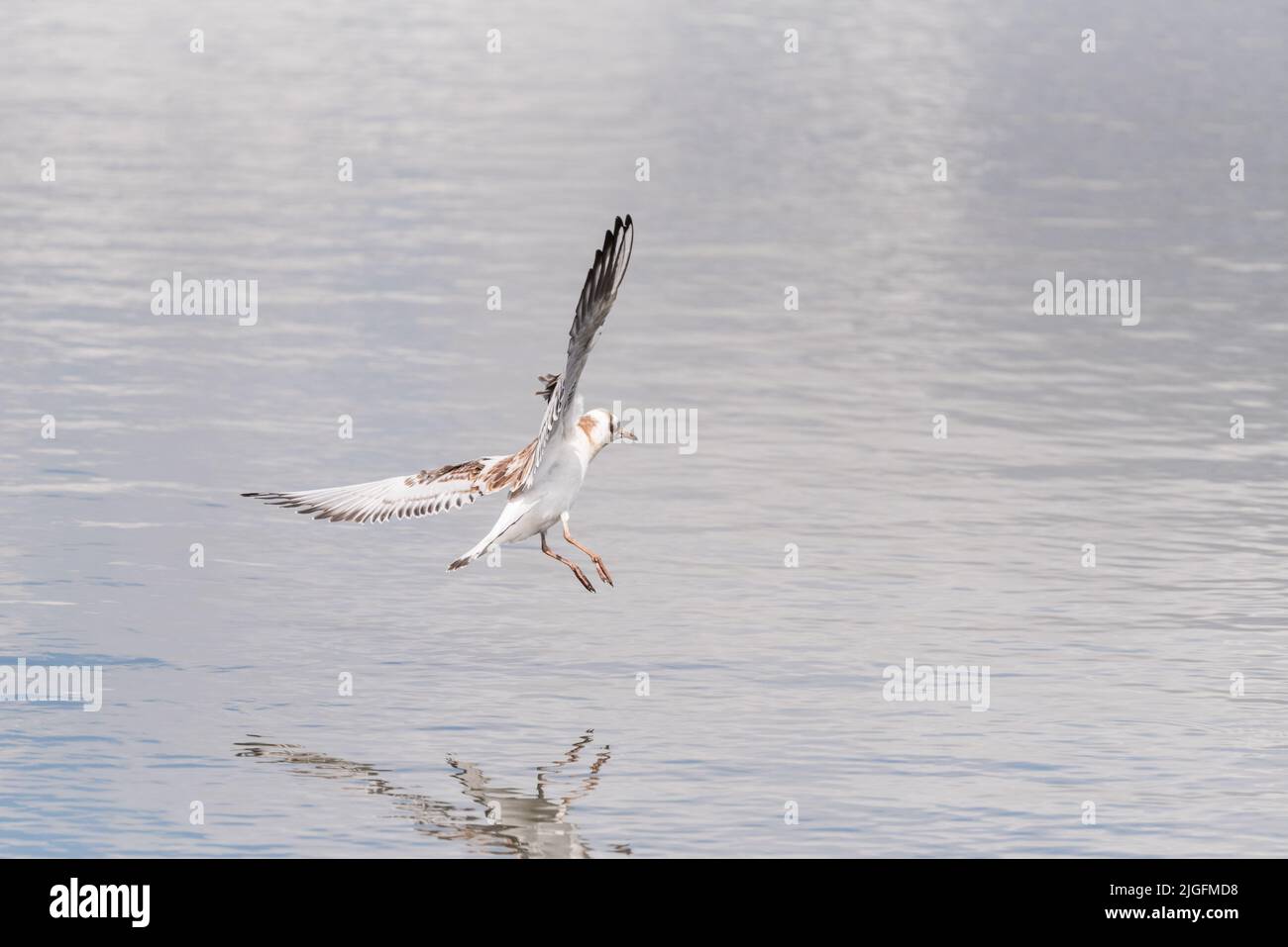 Landing fledgling Black-Headed Gull (Chroicocephalus ridibundus Stock ...