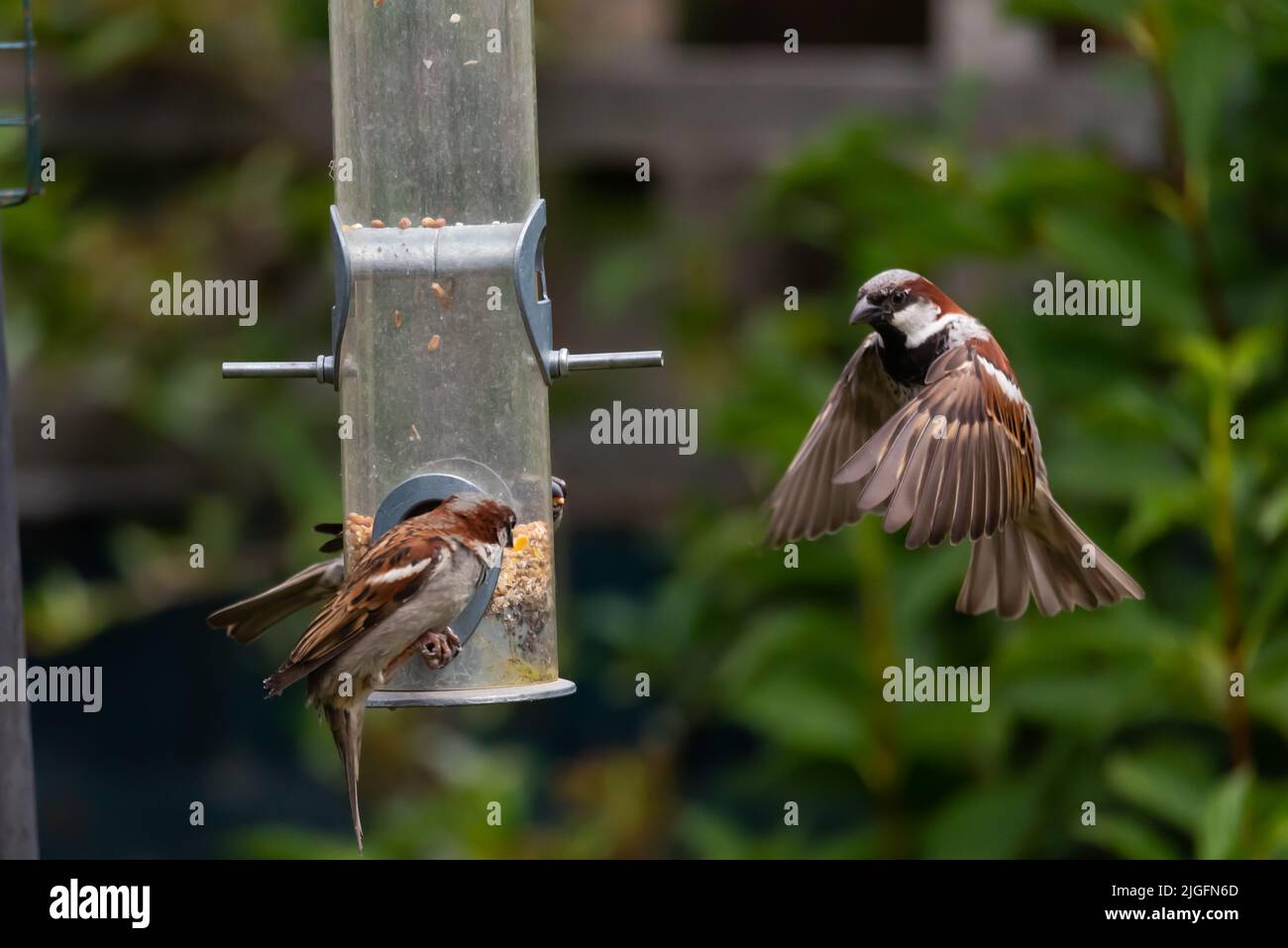 House Sparrows Feeding in Garden. Captured in Sutton, London on 06 07 ...
