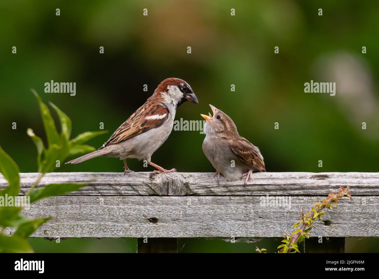 House Sparrows Feeding in Garden. Captured in Sutton, London on 06 07 ...