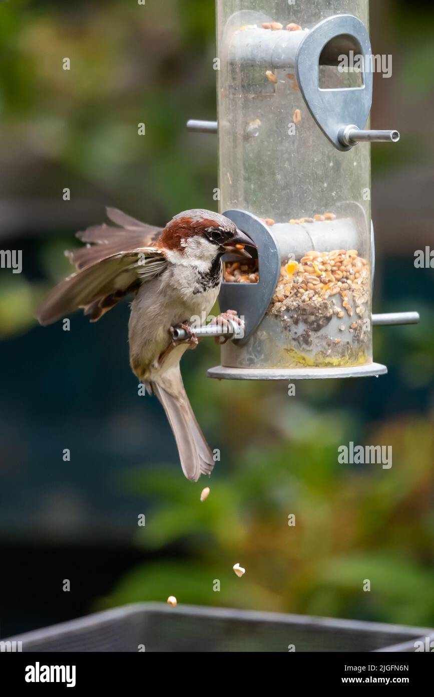 House Sparrows Feeding in Garden. Captured in Sutton, London on 06 07 ...