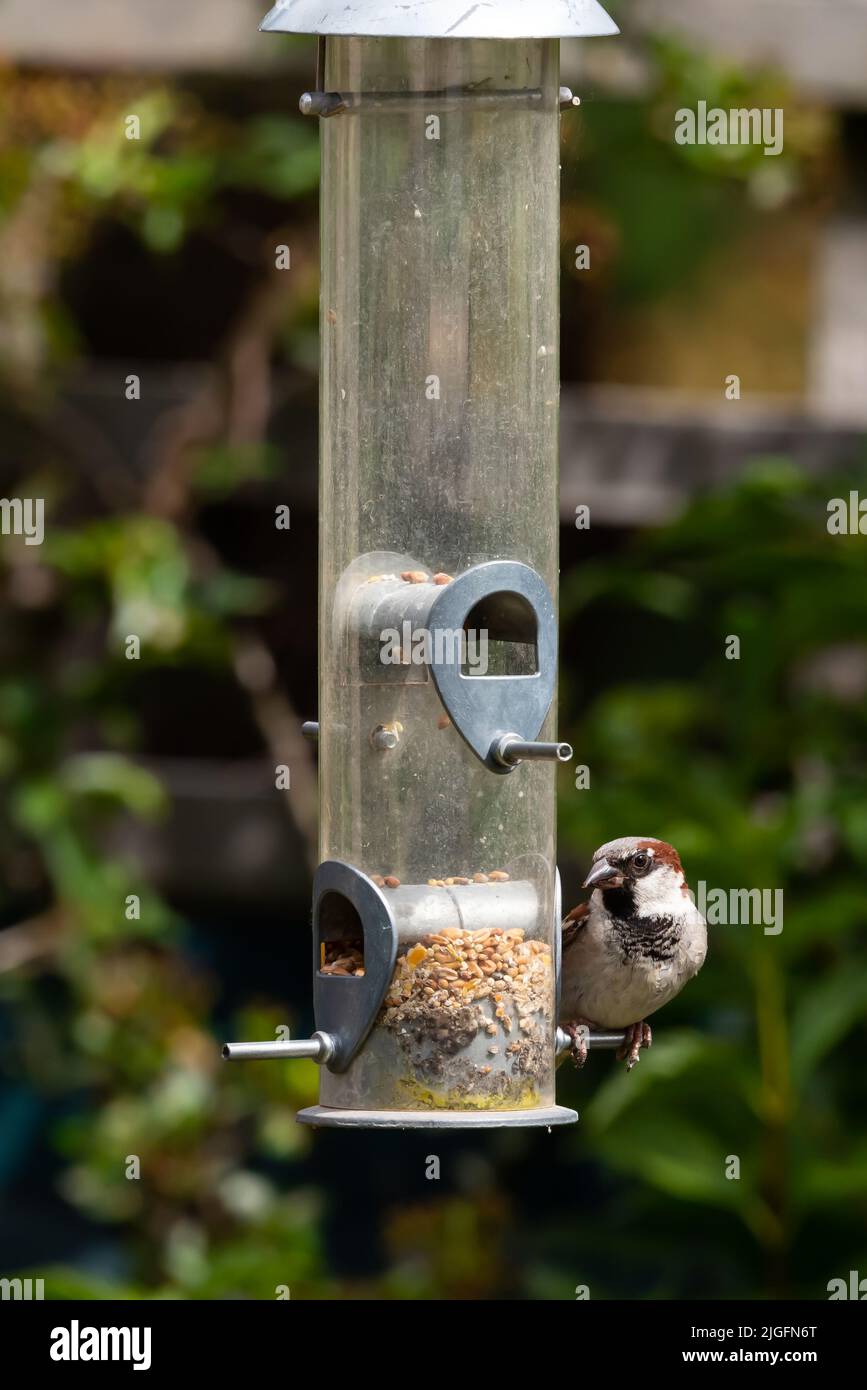 House Sparrows Feeding in Garden. Captured in Sutton, London on 06 07 ...