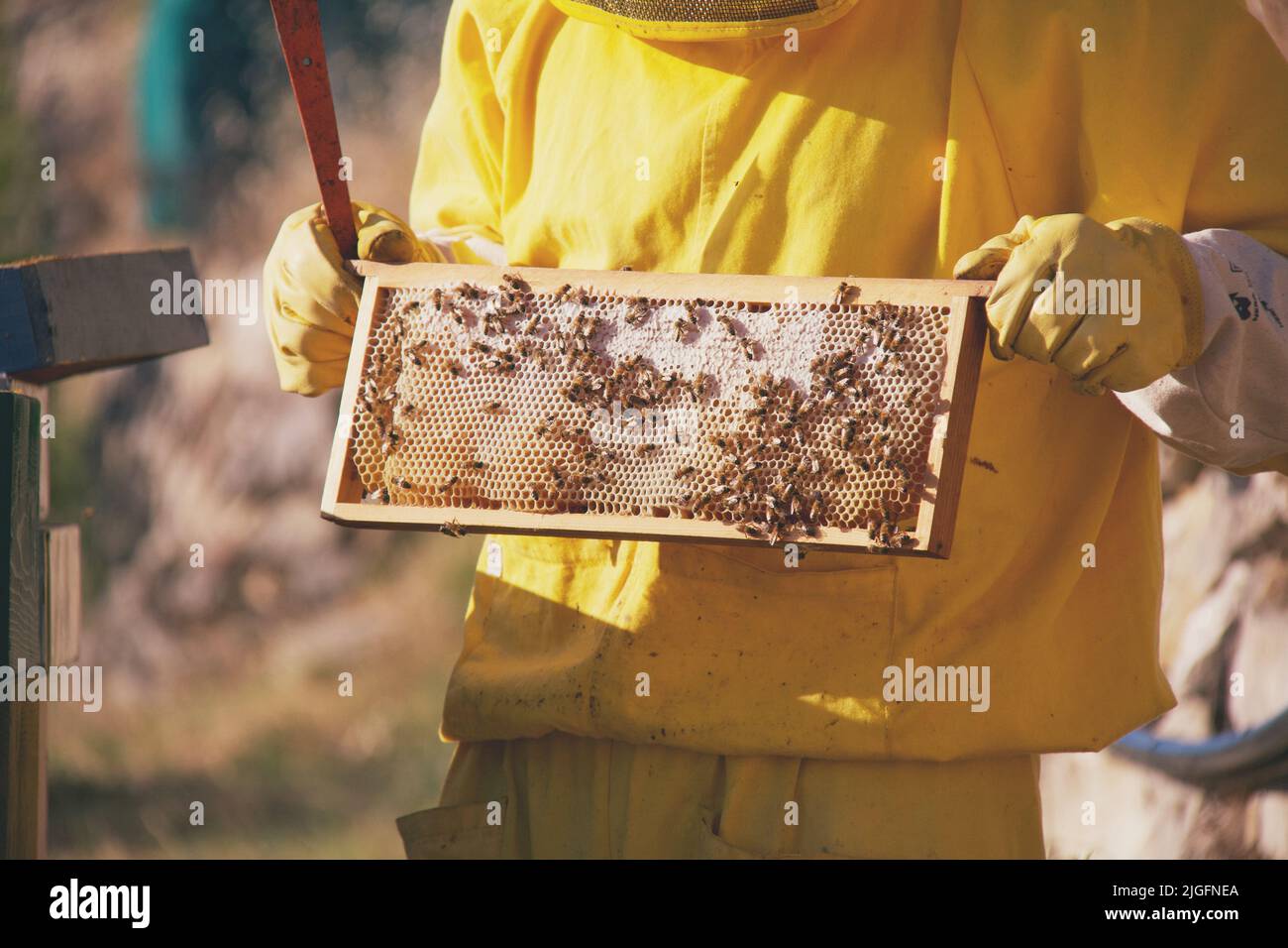 Professional apiculturist shows the honey bee Stock Photo - Alamy