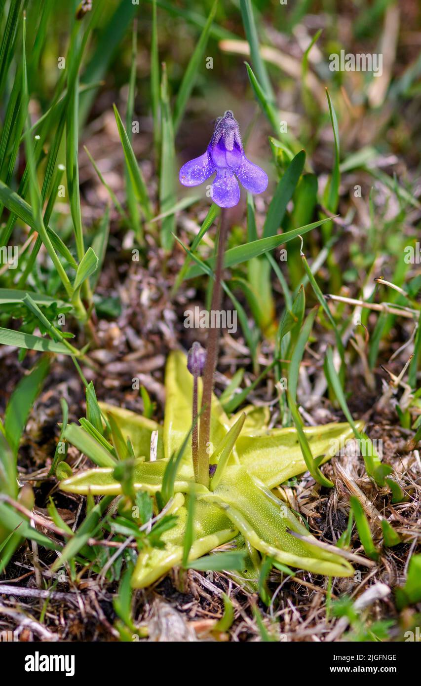 Common butterwort (Pinguicula vulgaris) from Hidra, south-western ...