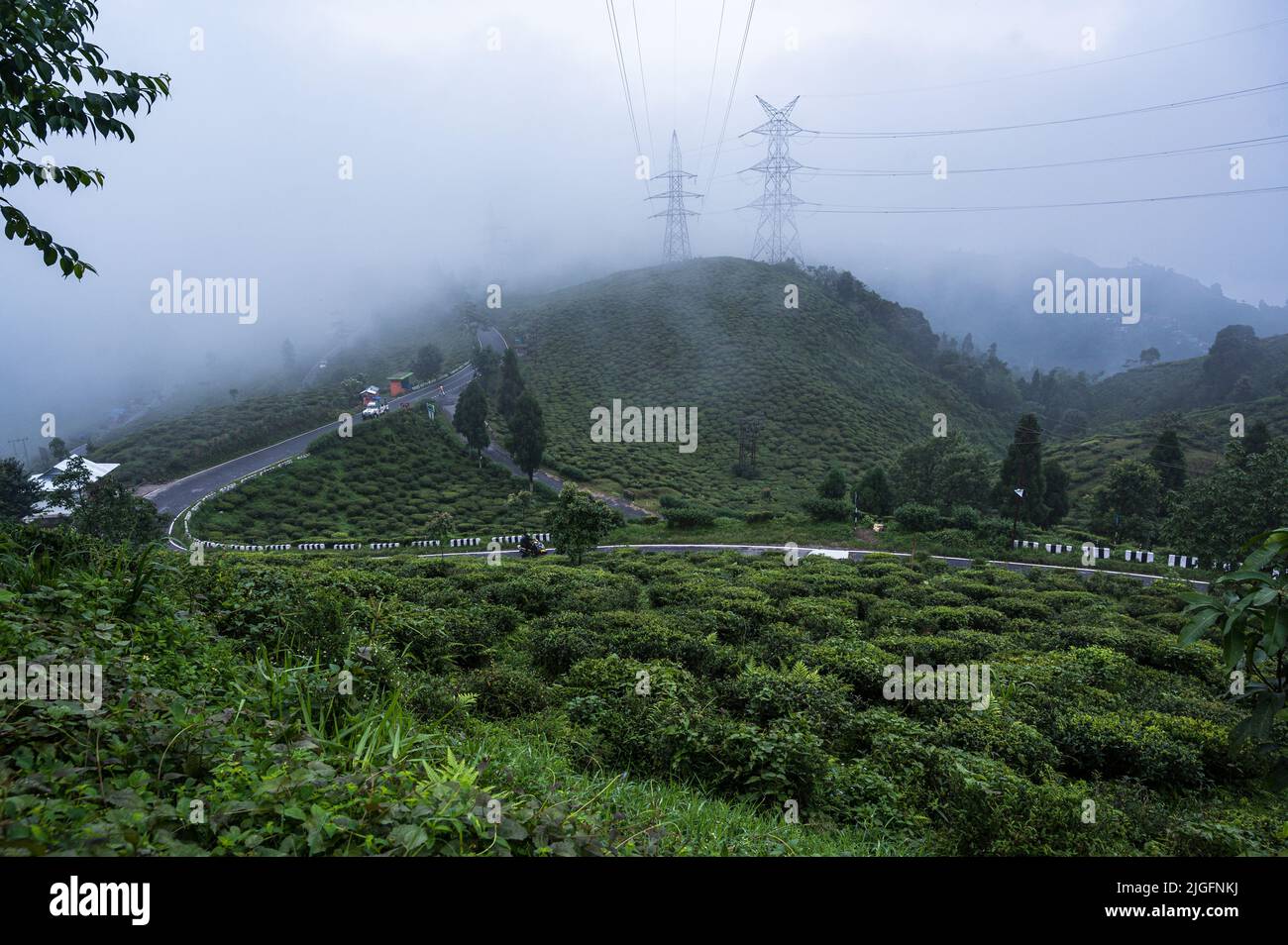 Mirik valley is covered in tea bushes throughout the year. Female tea ...