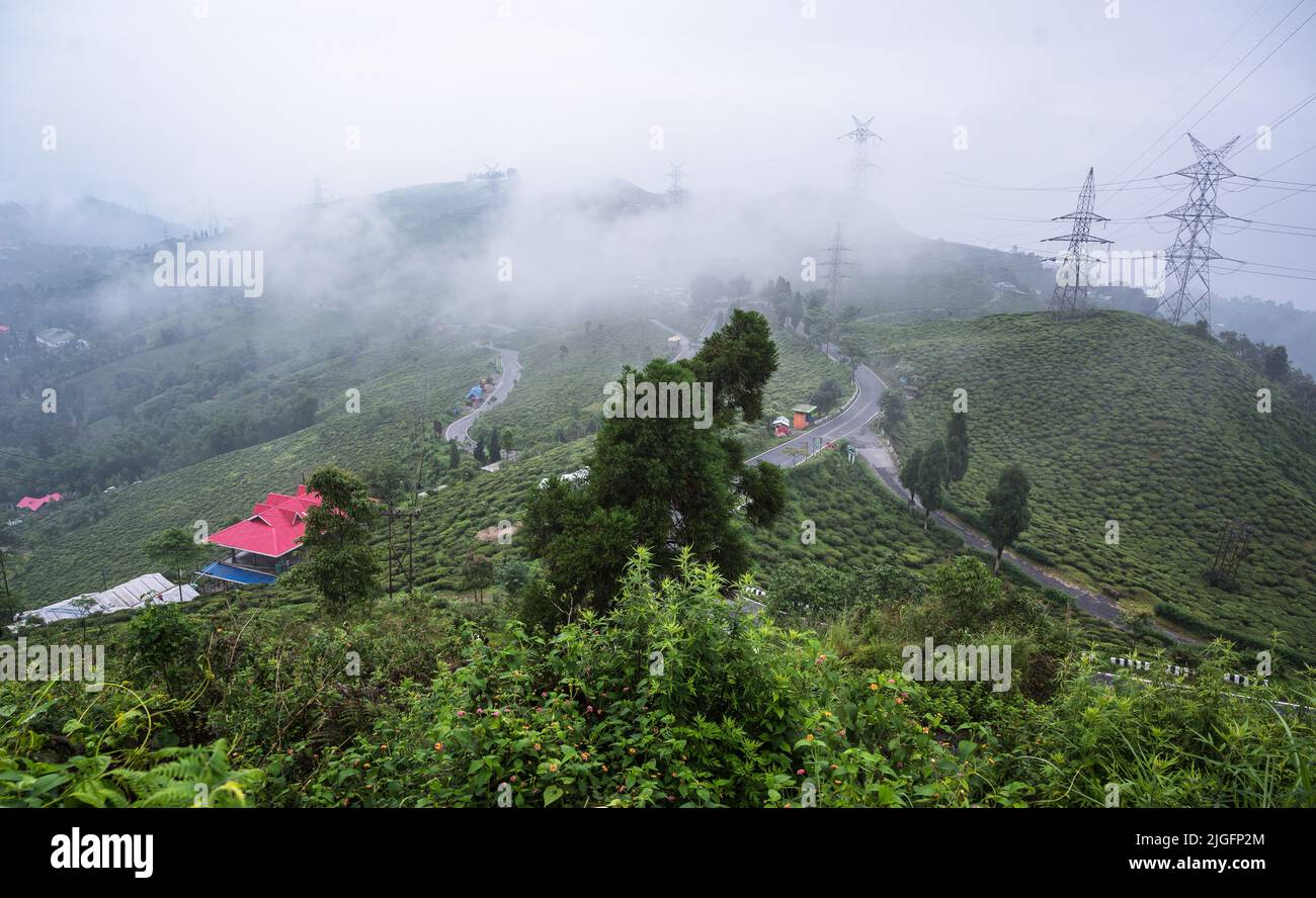 Mirik valley is covered in tea bushes throughout the year. Female tea ...