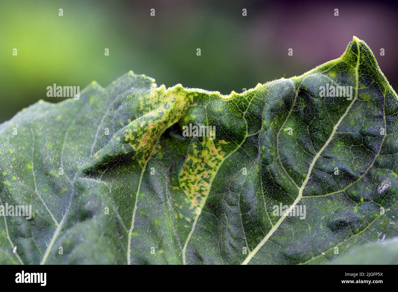 Sunflower pests hi-res stock photography and images - Alamy