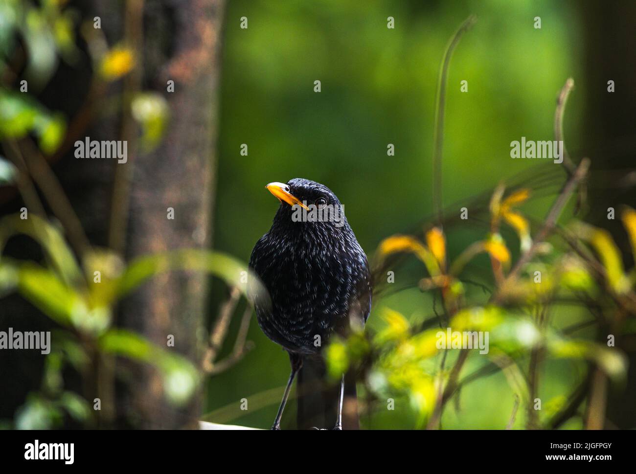 Asian thrush hi-res stock photography and images - Alamy