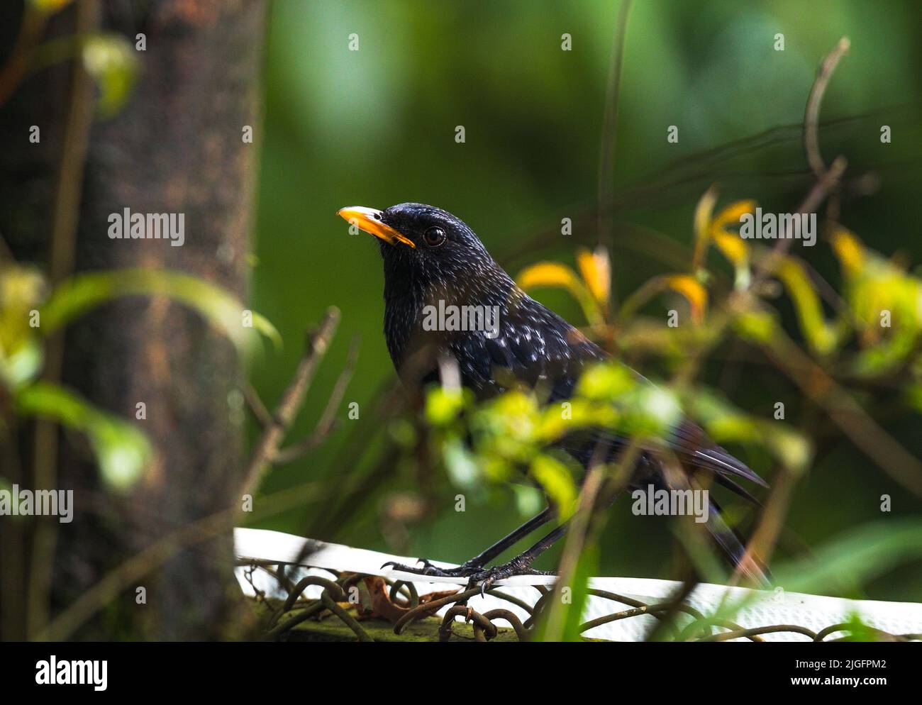 Asian thrush hi-res stock photography and images - Alamy