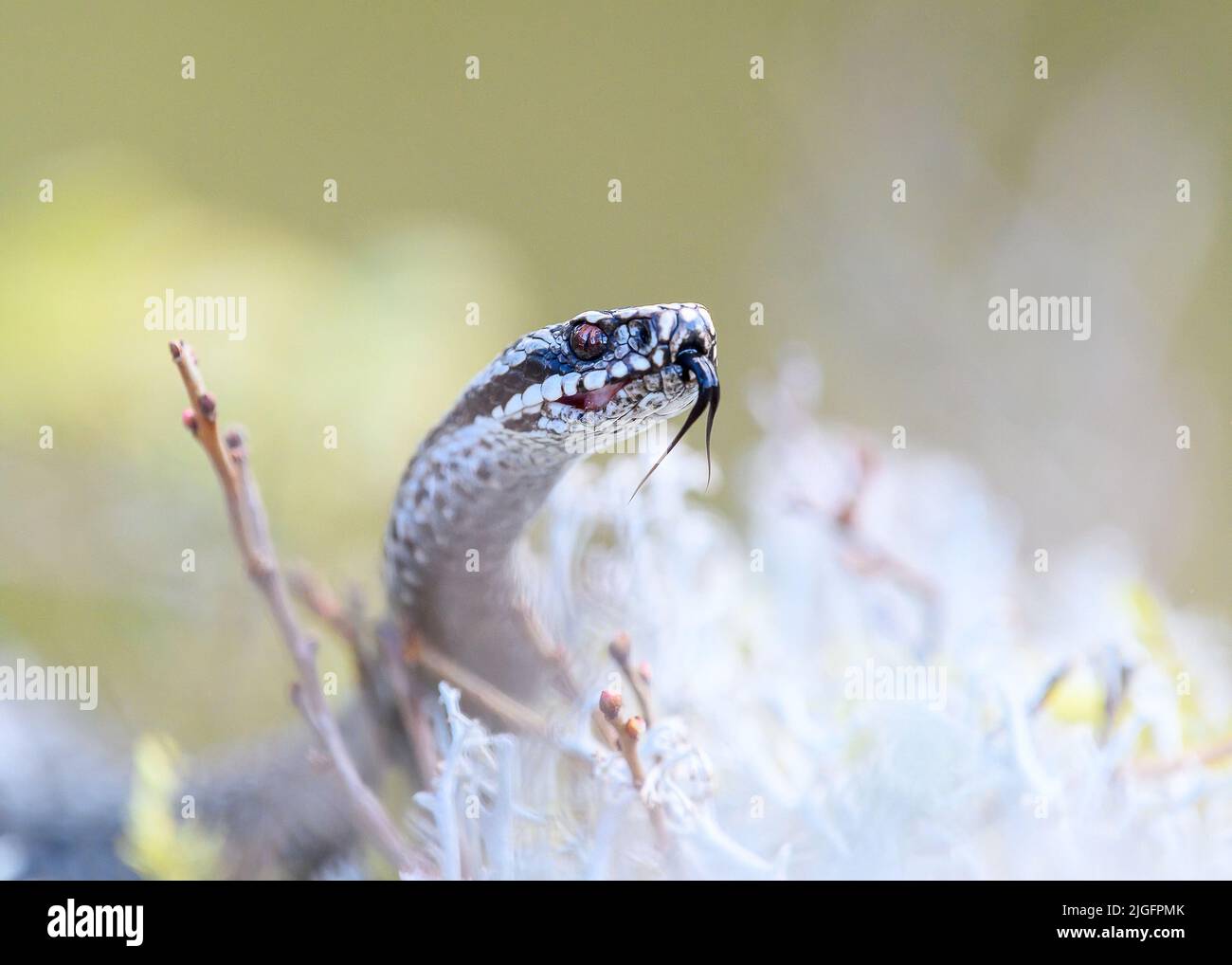 Tiur2021 hi-res stock photography and images - Alamy