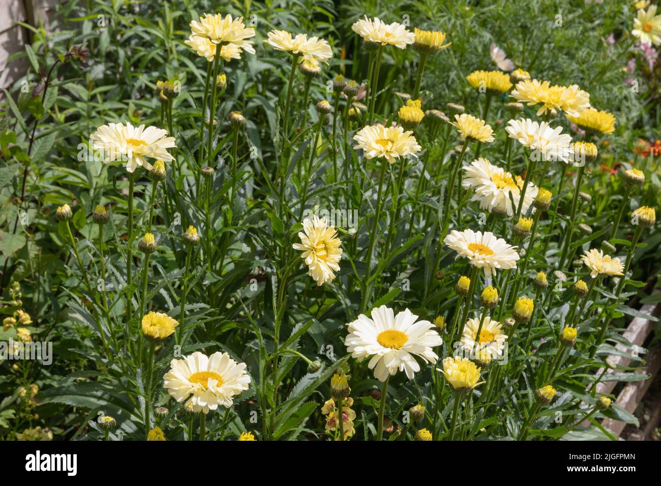 Leucanthemum vulgare, the ox eye, moon,yellow or midsummer daisy, one ...