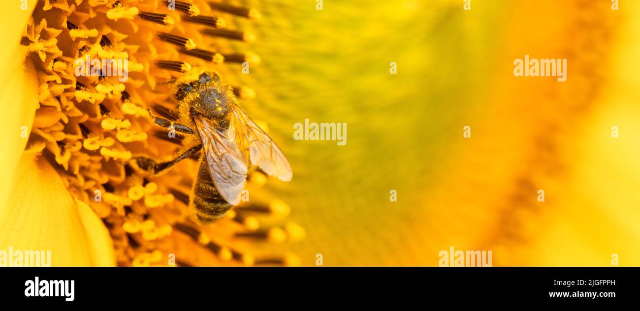 honey bee collects nectar on sunflower flowers Stock Photo - Alamy