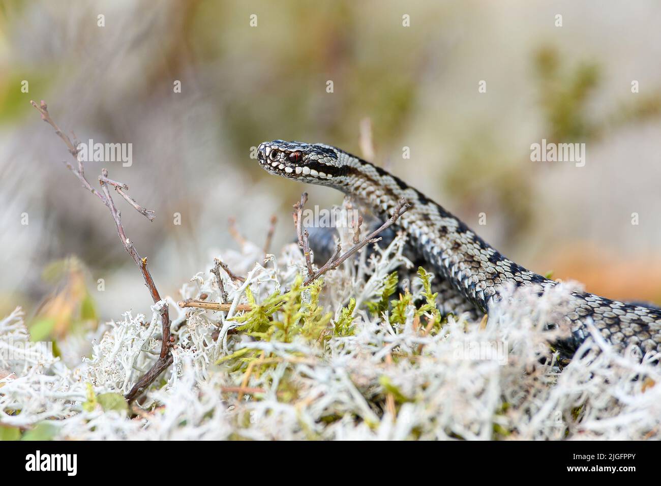 Common European adder (Vipera berus), in forest terrain in springtime ...
