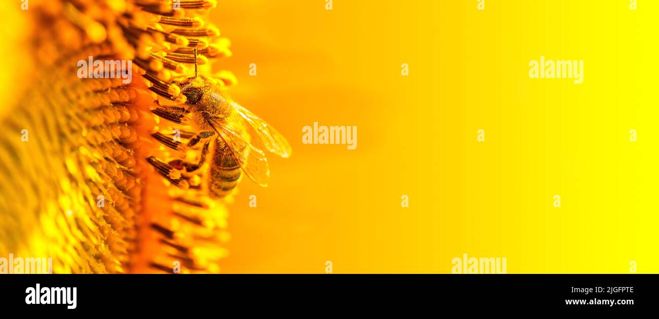 honey bee collects nectar on sunflower flowers Stock Photo - Alamy