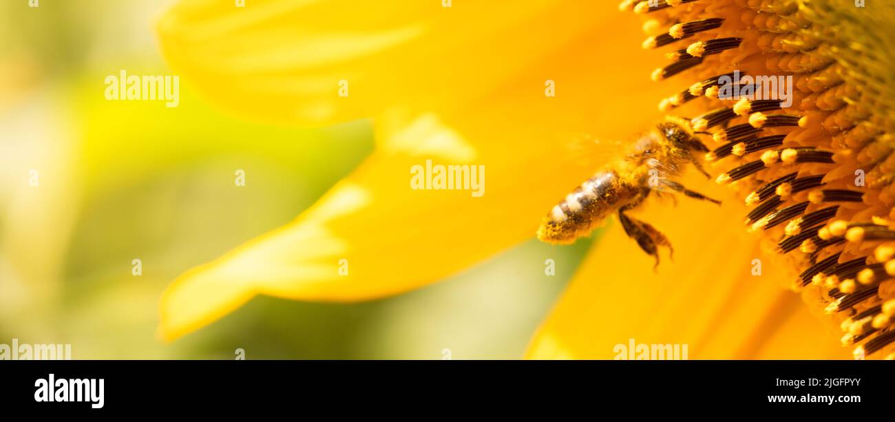 honey bee collects nectar on sunflower flowers Stock Photo - Alamy