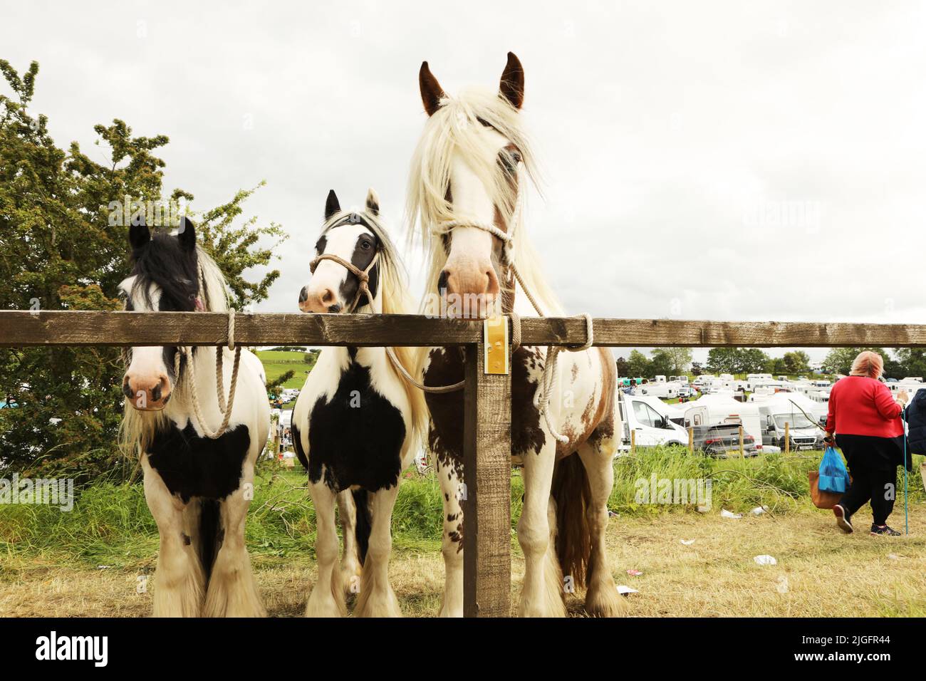 Three coloured gypsy cob horses tied to a railing. Appleby Horse Fair ...