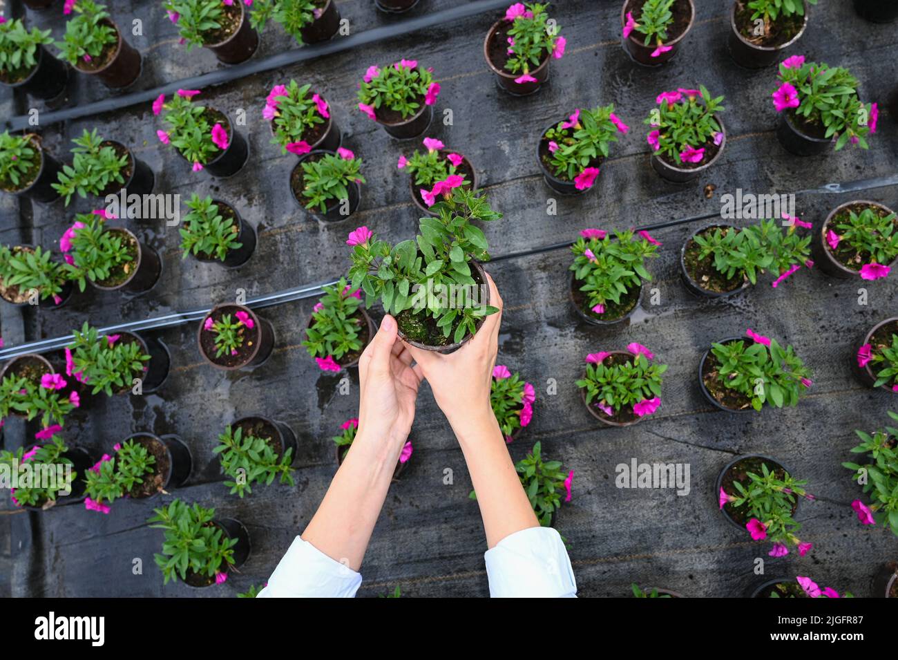 Female hands taking care of flower seedling, top view. Greenhouse ...