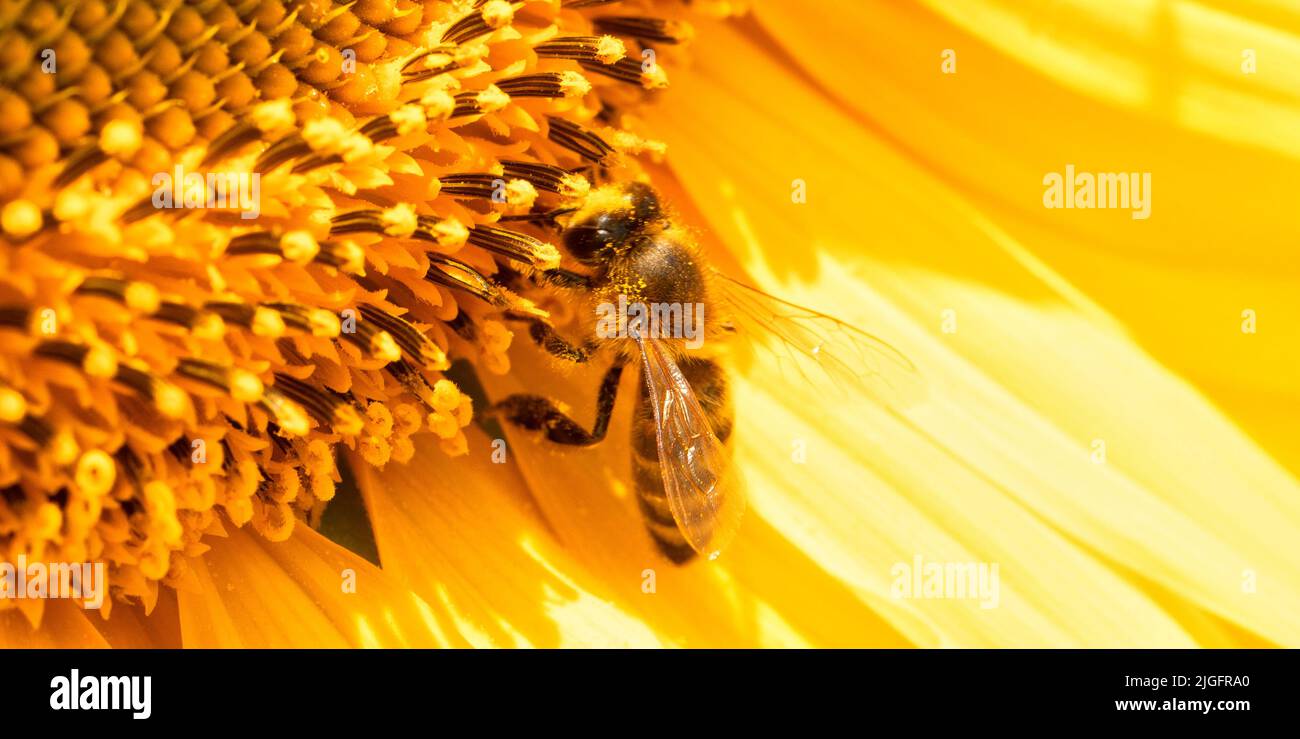 honey bee collects nectar on sunflower flowers Stock Photo - Alamy