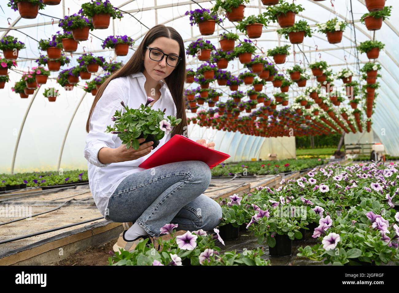 Female plant shop owner working with flowers in greenhouse. Small business entrepreneur and ...