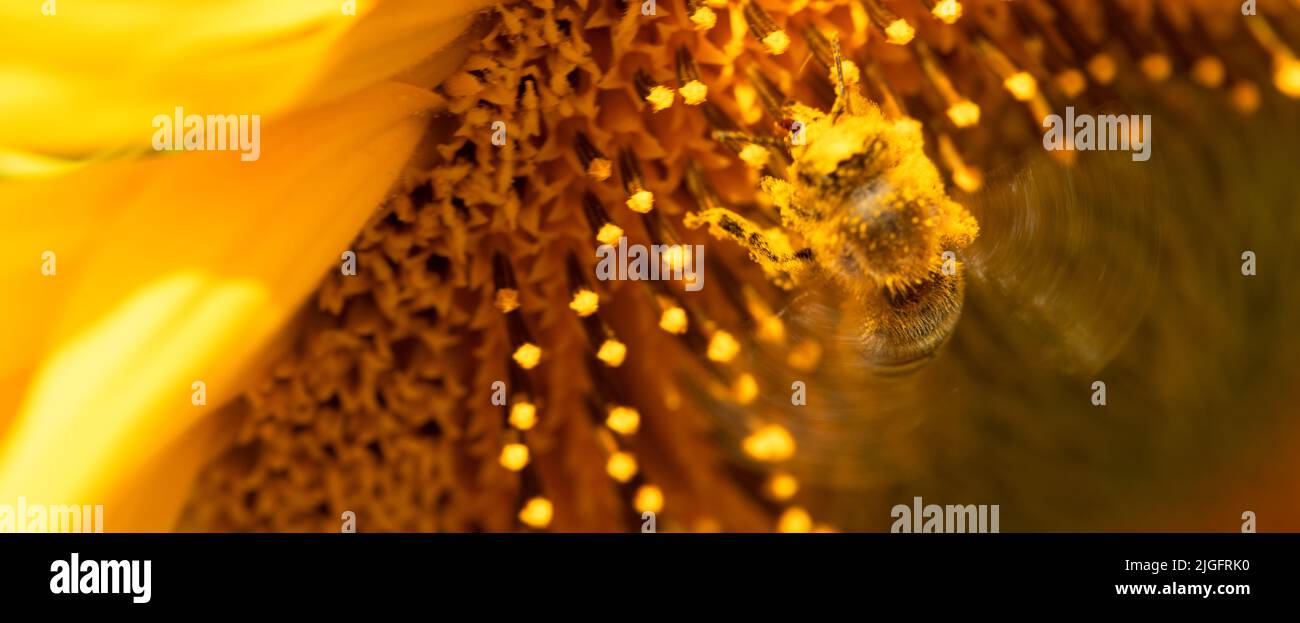 honey bee collects nectar on sunflower flowers Stock Photo - Alamy