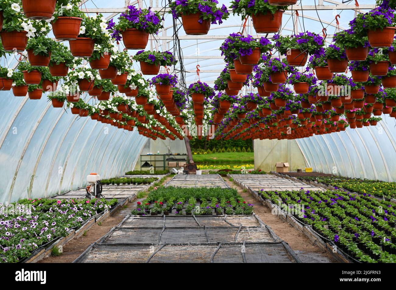Greenhouses for growing flowers. Floriculture industry Stock Photo - Alamy