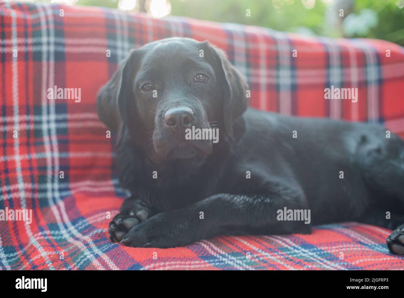 Puppy black labrador retriever lying on a bench on a red plaid. Dog ...