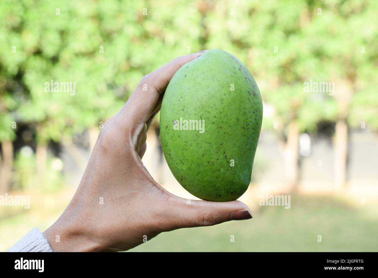 Female holding Top view of Green raw Mango fruit. Fresh organic indian ...