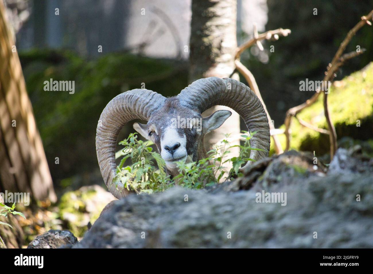 At mouflon hunting hi-res stock photography and images - Alamy